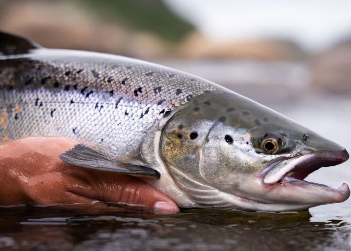 Regenbogenforelle (Oncorhynchus mykiss) | Steckbrief | Köder