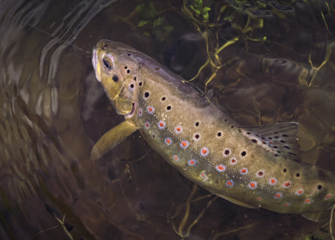 Seesaibling (Salvelinus alpinuss) | Steckbrief | Köder