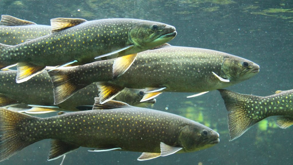 Bachsaibling angeln (Salvelinus fontinalis) | Steckbrief | Köder