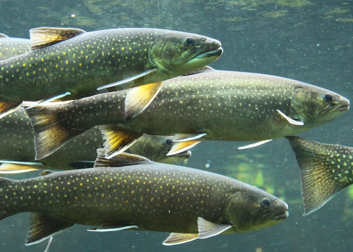 Seesaibling (Salvelinus alpinuss) | Steckbrief | Köder