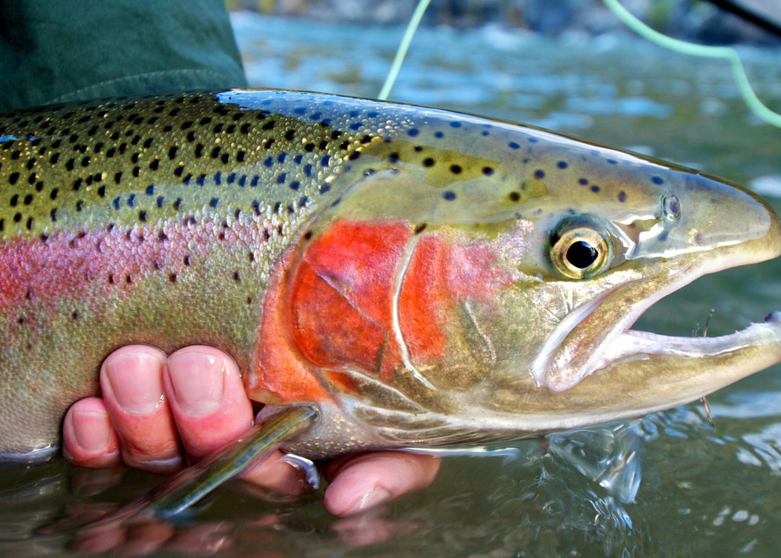 Bachforelle angeln (Salmo trutta fario) | Steckbrief | Köder