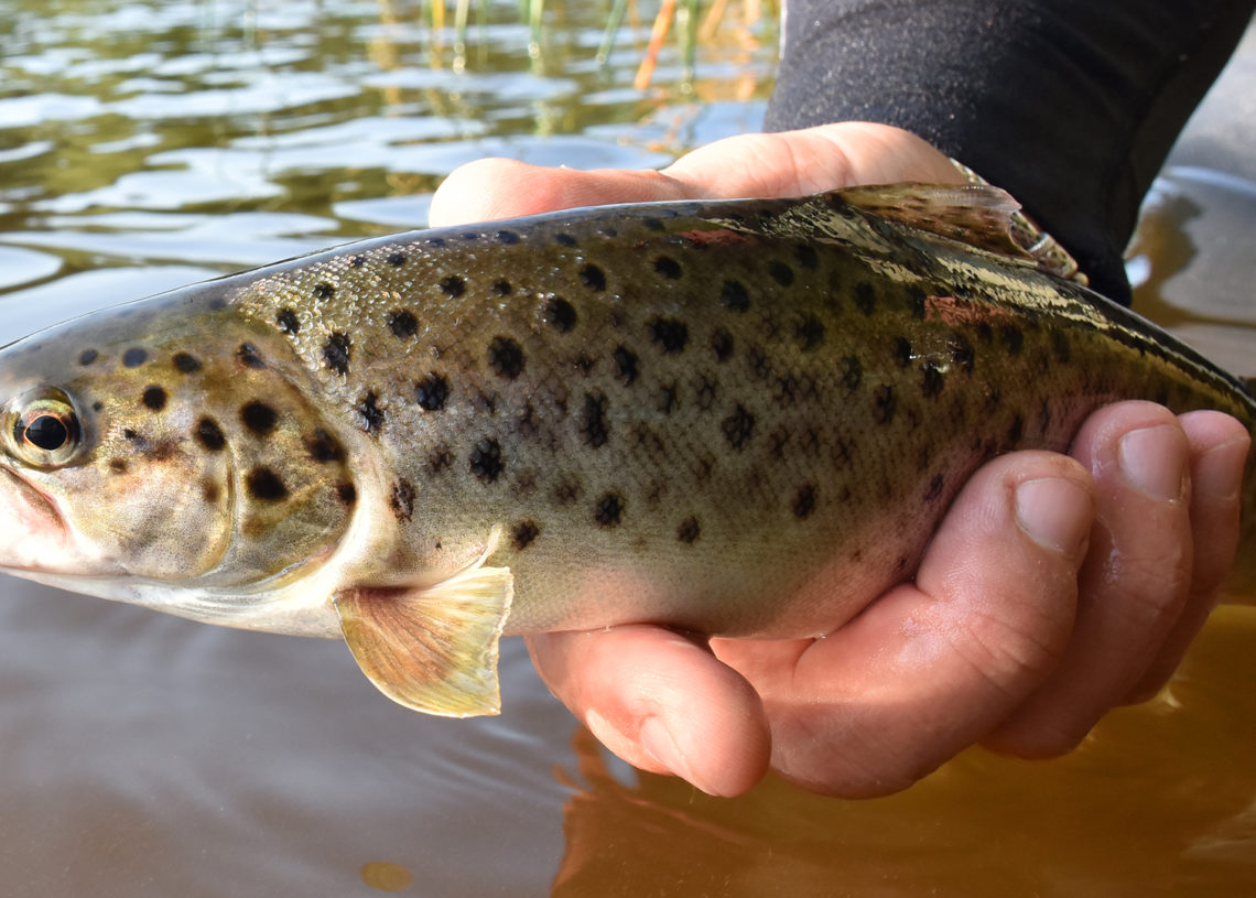 Salmoniden | Welche Fische gehören zu den Lachsartigen?