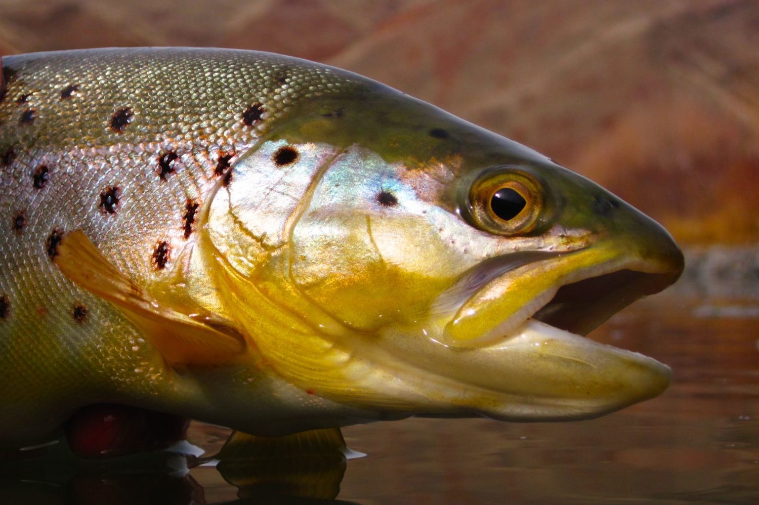 Seeforelle (Salmo trutta lacustris) | Steckbrief | Köder