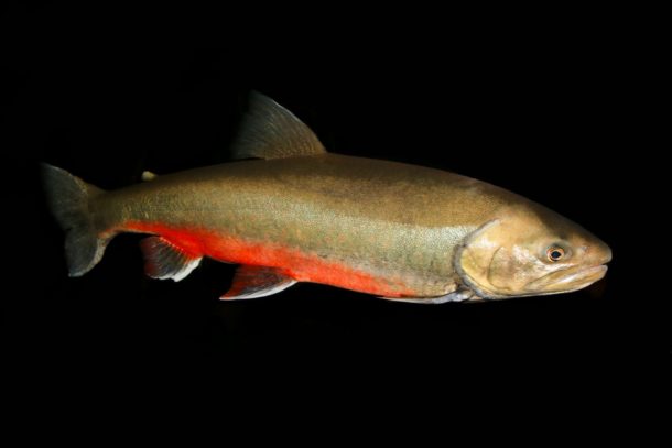 Seesaibling (Salvelinus alpinuss) | Steckbrief | Köder