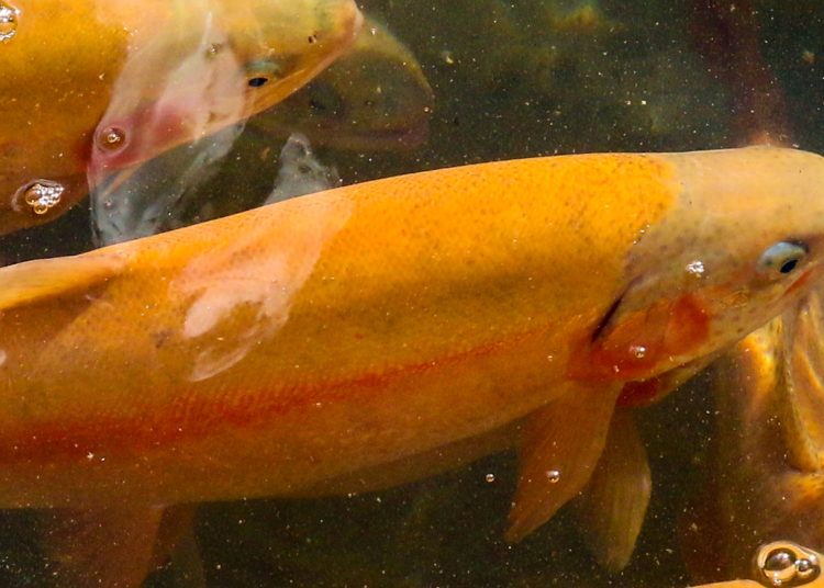 Seeforelle (Salmo trutta lacustris) | Steckbrief | Köder