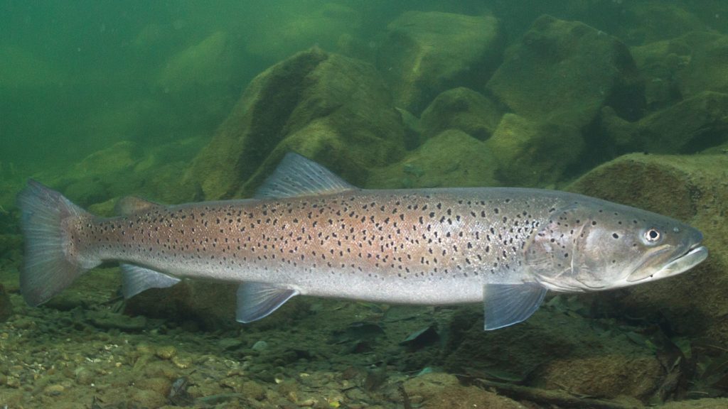 Huchen (Donaulachs) die größte Forellenart