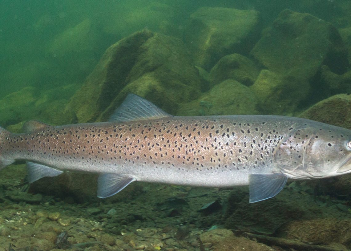 Seesaibling (Salvelinus alpinuss) | Steckbrief | Köder