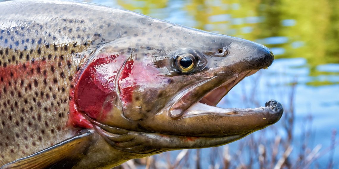 Seeforelle (Salmo trutta lacustris) | Steckbrief | Köder