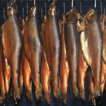 Forellenangeln im Winter – Ausrüstung, Forellenmontage, Köder