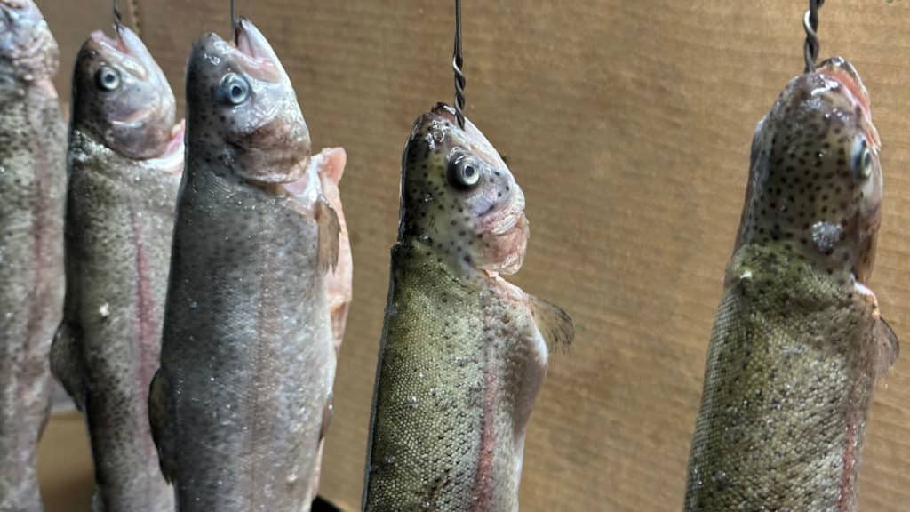 Forellen räuchern | Heißräuchern Anleitung vom Profi